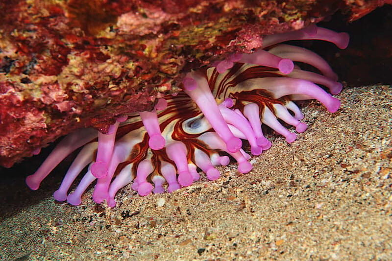 Lanzarote: Small-Group Discover Scuba Diving Costa Teguise - A Clearer Picture of the Experience