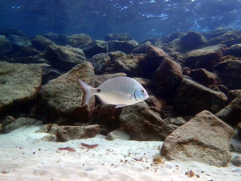 Lanzarote: Small-Group Discover Scuba Diving Costa Teguise - Final Thoughts