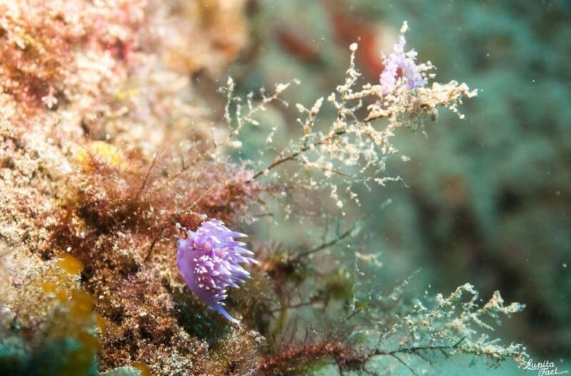 Lanzarote: Snorkeling Tour with Snack and Water - Key Points