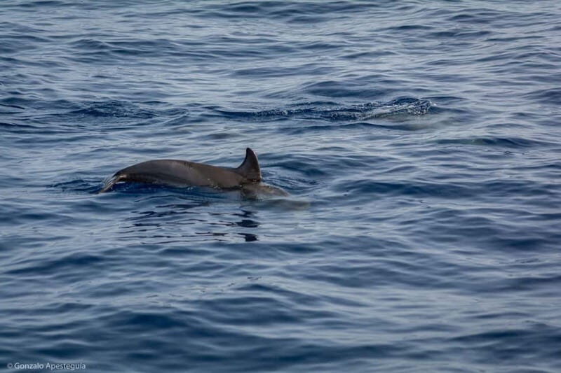 Lanzarote Sunset Experience with dolphin spotting - Summing Up: Who Will Love This Tour?