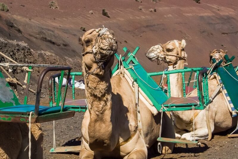 Lanzarote: Timanfaya National Park Volcanic Craters Tour - What to Expect from the Tour