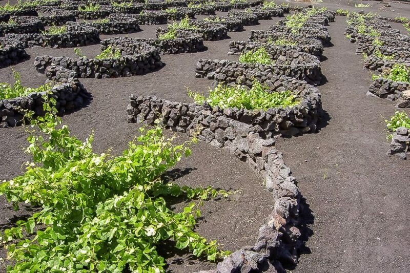 Lanzarote: Timanfaya National Park Volcanic Craters Tour - Summary: Is This Tour Right for You?