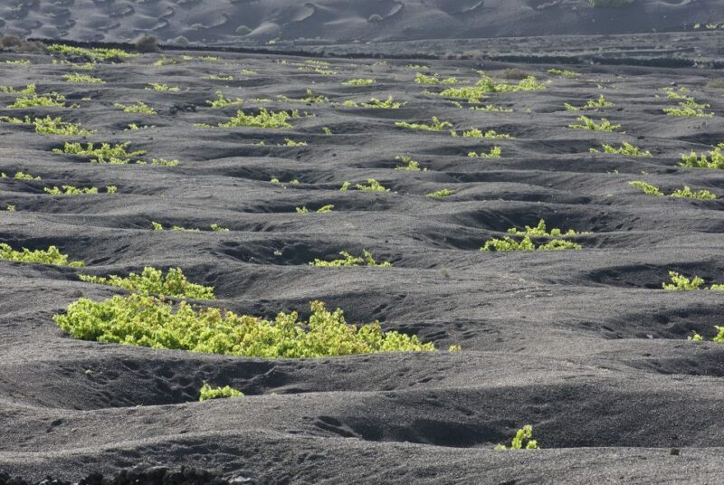 Lanzarote: Vineyard Tour with Wine and Chocolate Tasting - Authentic Feedback & Highlights from Reviews