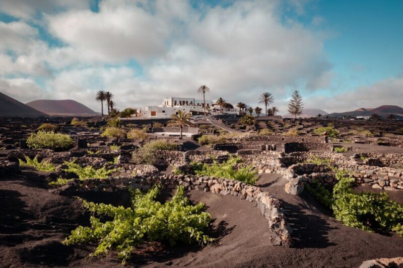 Lanzarote: Vineyard Tour with Wine and Chocolate Tasting - The Sum Up