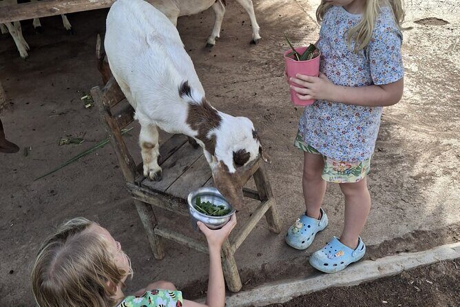 Laos Buffalo Dairy Tours Interact, Learn and Taste Fresh Flavors - An In-Depth Look at Laos Buffalo Dairy Tours