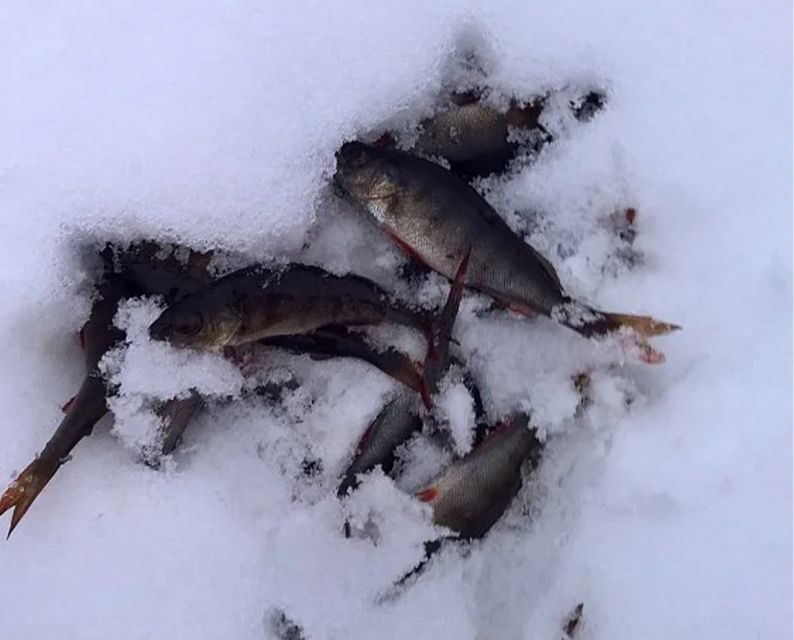 Lapland: Hiking, Ice Fishing, Floating & BBQ Snow Adventure - Value for Money