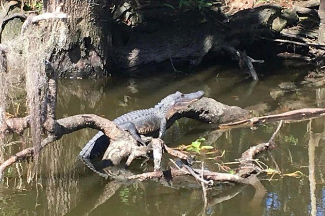 Large Airboat Swamp Tour with Transportation from New Orleans - Transportation and Practical Details