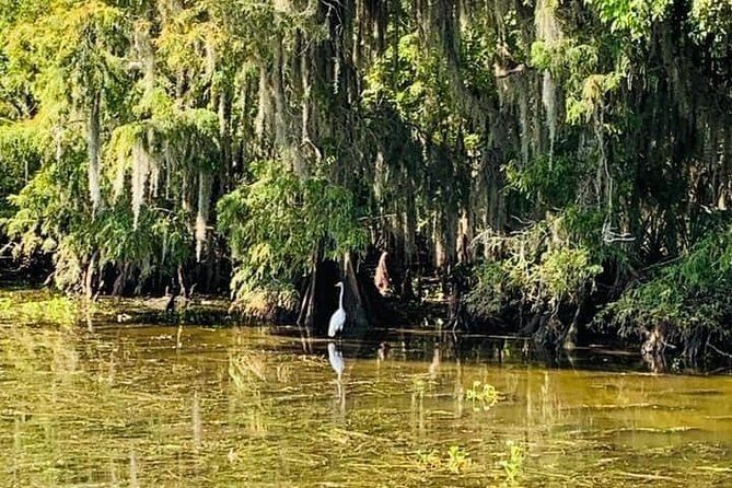 Large Airboat Swamp Tour with Transportation from New Orleans - FAQ