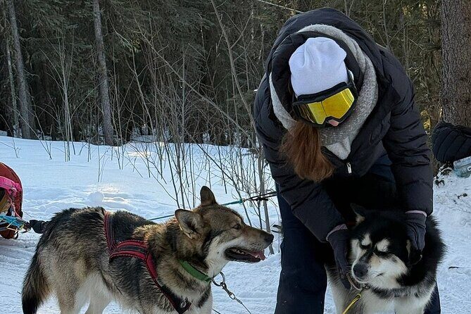 Large Groups for Mushing Activity - What’s Included and How It Works