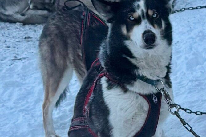 Large Groups for Mushing Activity - Practical Details and Group Dynamics