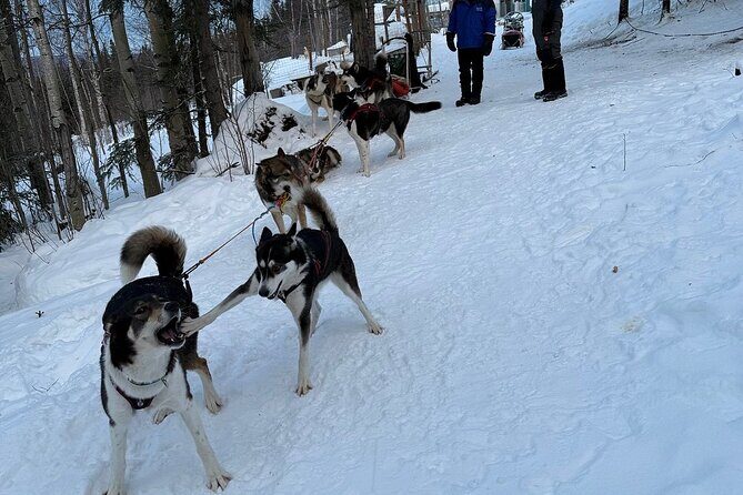 Large Groups for Mushing Activity - Driving the Dogs