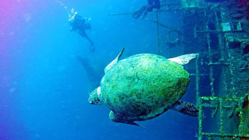 Larnaca: Private Zenobia Beginners Divers - Introduction