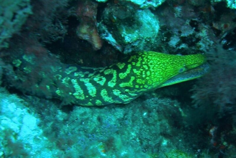 Las Canteras Scuba Diving - The Itinerary: From Classroom to Underwater Marvels