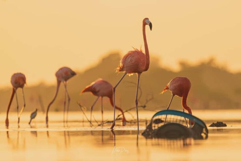 Las Coloradas and Ría Lagartos - The Itinerary in Detail