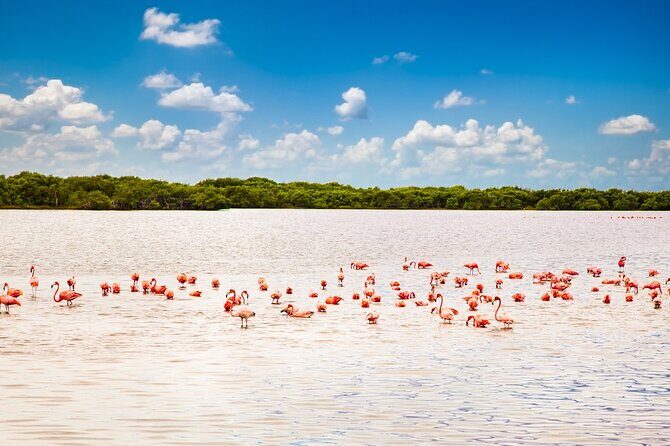 Las Coloradas and Rio Lagartos only from Merida - FAQs