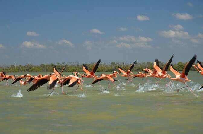 Las Coloradas and Rio Lizards private tour from Valladolid - Key Points