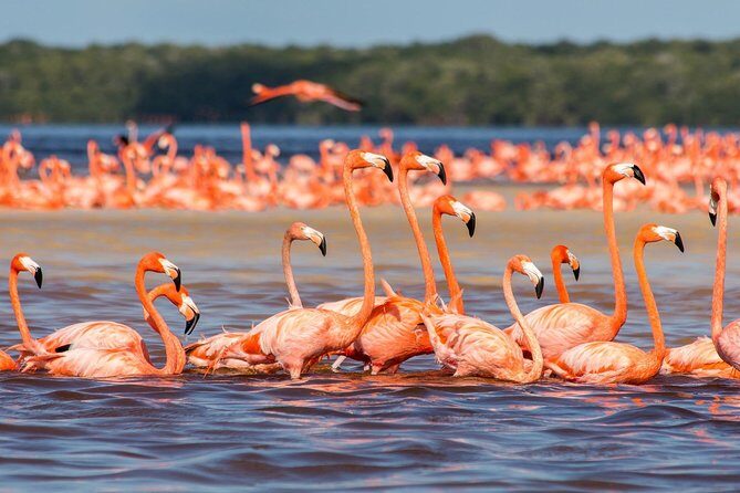 Las Coloradas and Rio Lizards private tour from Valladolid - Summary: Is This Tour Worth It?