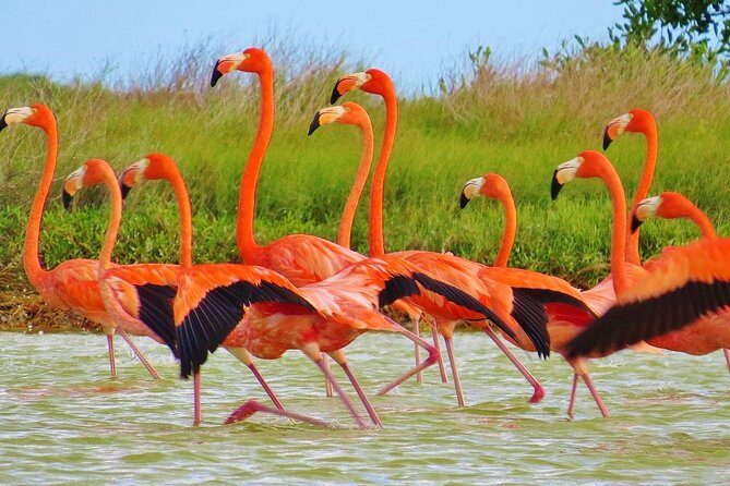 Las Coloradas - Exploring the Las Coloradas Tour: An Authentic Day in Yucatán