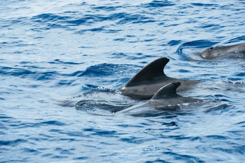 Las Galletas: Whale & Dolphin Tour with Local Skipper - Setting Off on the Adventure