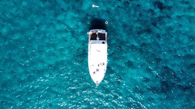 Las Galletas: Whale & Dolphin Tour with Local Skipper - Value for Money and Overall Impression