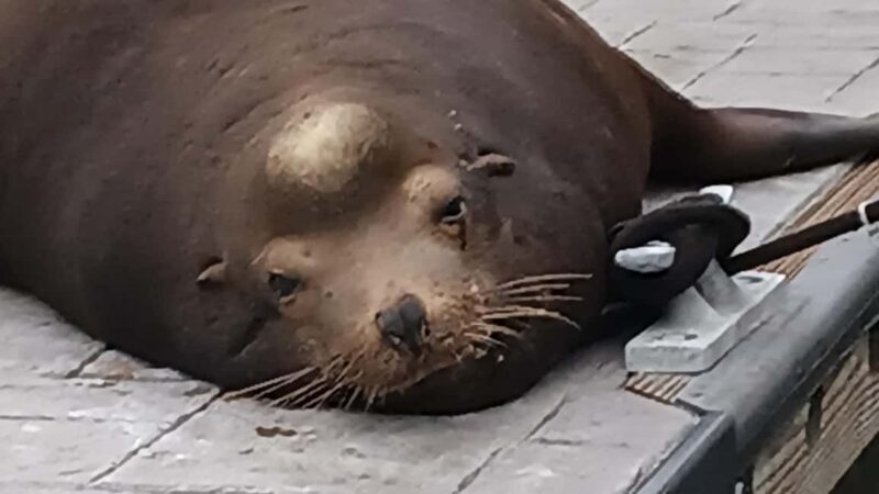 LA's Most Romantic Luxury Wine & Dine Boat Cruise & Sealions - Duration and Flexibility