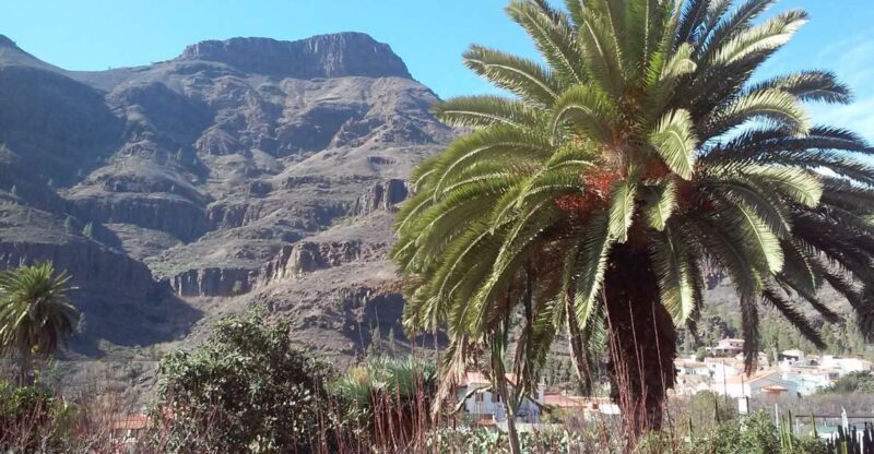 Las Palmas: 8-Hour Gran Canaria Island Highlights Tour - What the Reviews Say