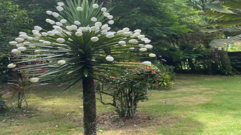 Las Terrenas: ATV Tour with Farm Visit and Beach Stop - The Sum Up: Who Will Enjoy This Tour?