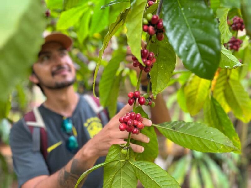 Las Terrenas: Private Coffee Trail ATV Tour in Samana - An Overview of the Experience