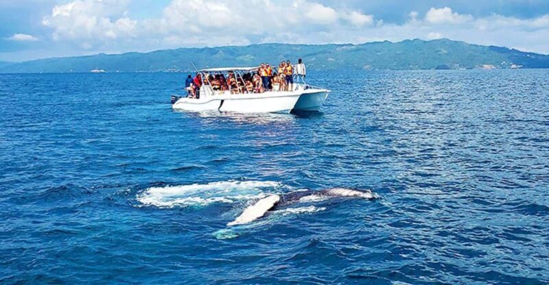 Las Terrenas: Whale Watching and Cayo Levantado Island Tour - The Itinerary: From Sea to Sand