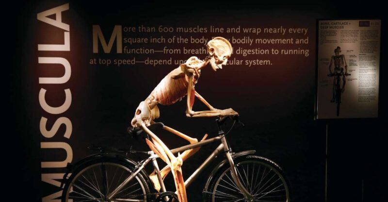 Las Vegas: BODIES | The Exhibition at the Luxor - What to Expect from Your Visit