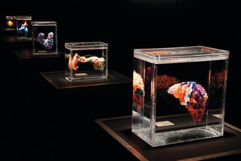 Las Vegas: BODIES | The Exhibition at the Luxor - The Educational Value and Impact