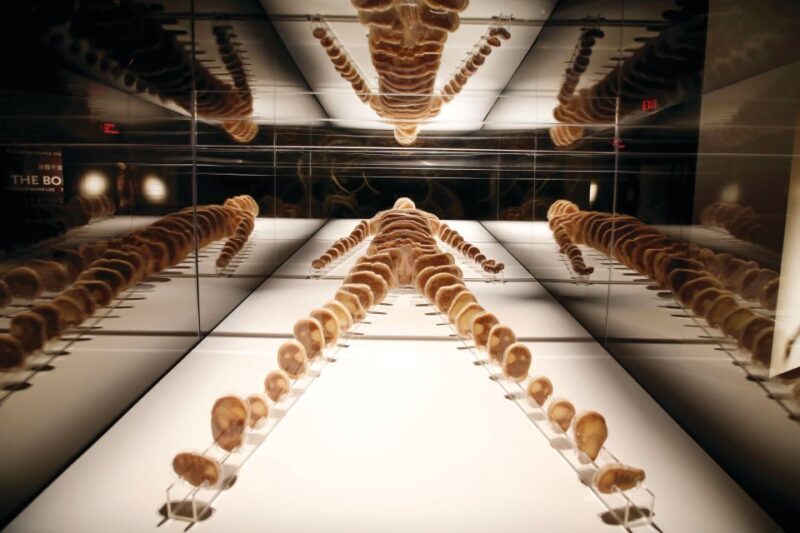 Las Vegas: BODIES | The Exhibition at the Luxor - The Experience Itself: What You’ll Feel and Learn