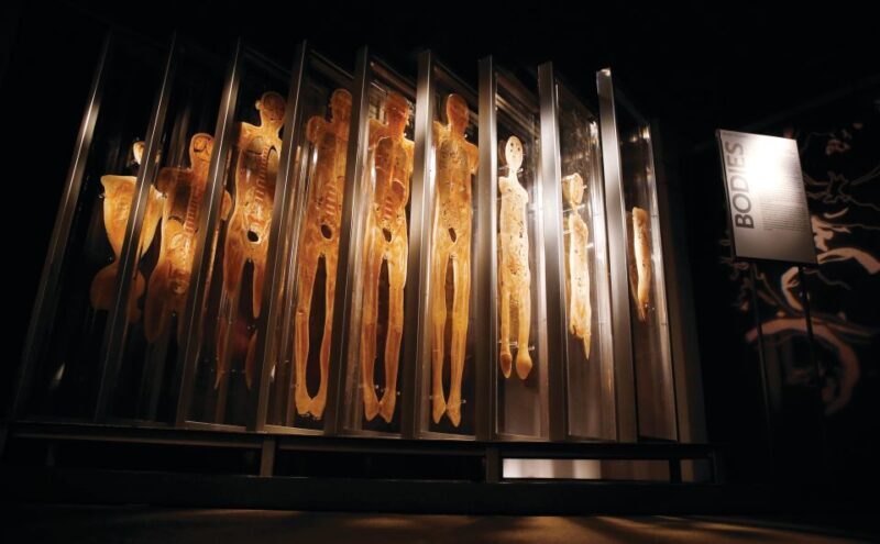 Las Vegas: BODIES | The Exhibition at the Luxor - How This Tour Fits Into Your Vegas Itinerary