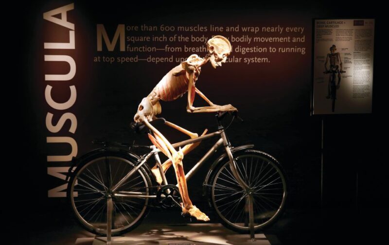 Las Vegas: BODIES | The Exhibition at the Luxor - Introduction