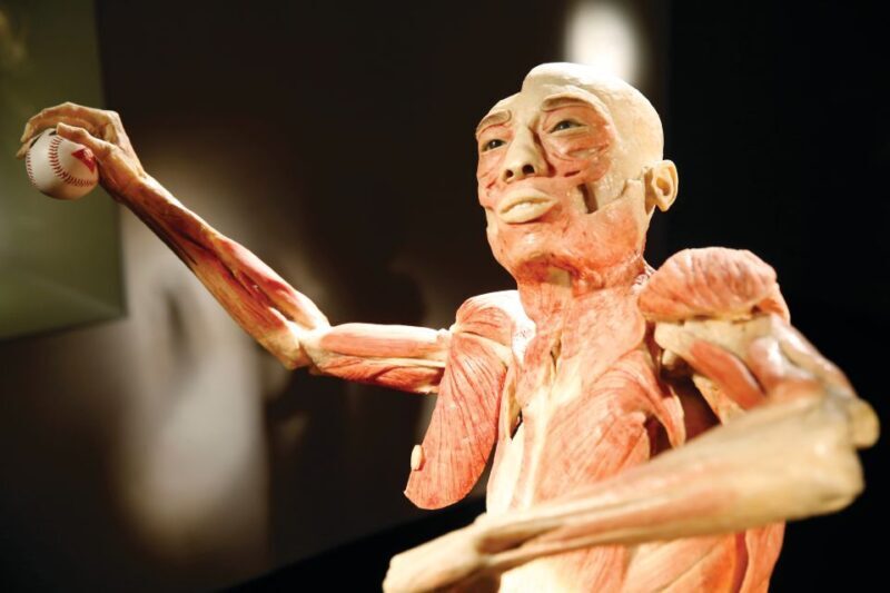 Las Vegas: BODIES | The Exhibition at the Luxor - Practical Details and Logistics