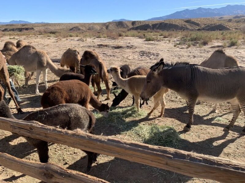 Las Vegas: Camel Safari Zoo Safari Tram Tour - A Detailed Look at the Camel Safari Zoo Tram Tour