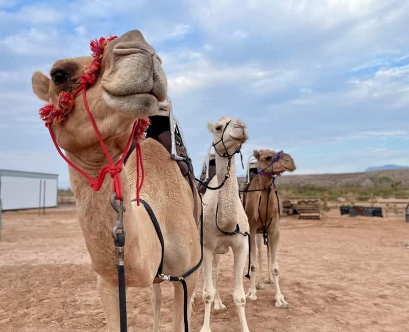 Las Vegas: Desert Camel Ride - An In-Depth Look at the Desert Camel Ride