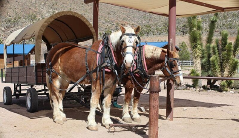 Las Vegas: Grand Canyon Ranch Tour with Horseback/Wagon Ride - Value for Money and Practical Considerations