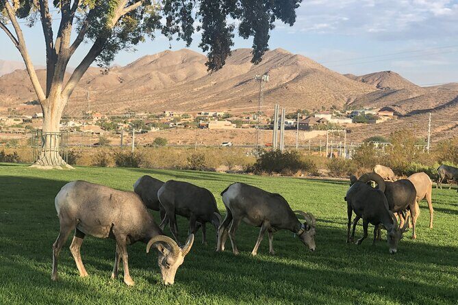 Las Vegas : Grand Canyon West, Hoover Dam, One-Day Tour - An In-Depth Look at This Tour