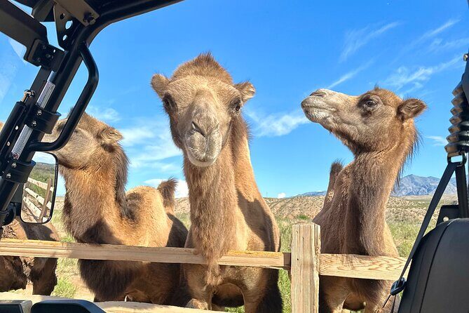 Las Vegas Guided UTV Safari and Zoo Tour - Authentic Visitors’ Perspectives