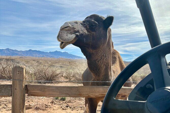 Las Vegas Guided UTV Safari and Zoo Tour - The Sum Up: Who Will Love This Tour?