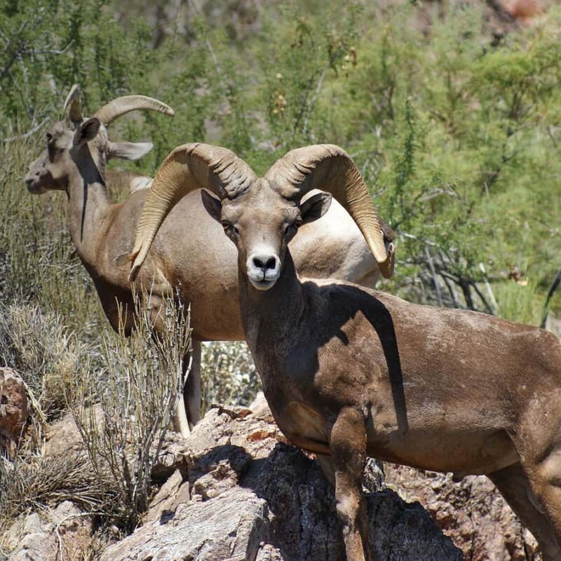 Las Vegas: Hoover Dam & Emerald Cave Kayak Combo with Lunch - Frequently Asked Questions