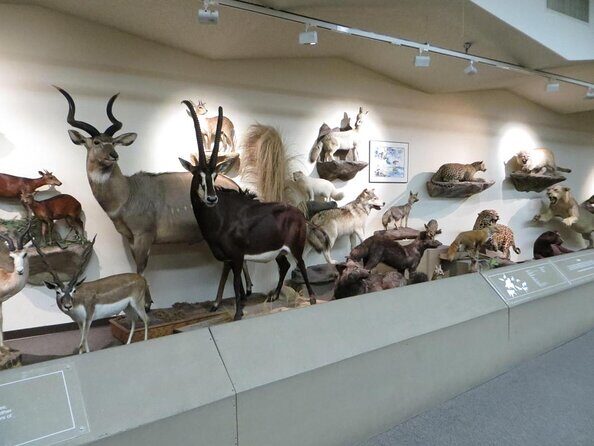 Las Vegas Natural History Museum Admission Ticket - Discovering the Las Vegas Natural History Museum: An Authentic, Family-Friendly Day Out