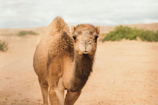 Las Vegas Safari Tram Ride and Zoo Tour at Camel Safari - Final Thoughts: Is This Tour Right for You?