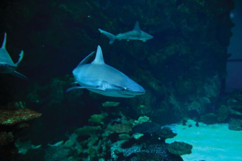 Las Vegas: Shark Reef Aquarium & VR Experience Entry Ticket - The Sum Up