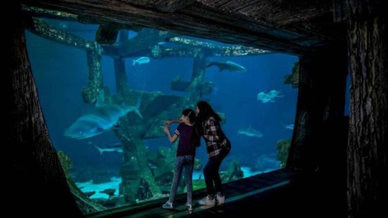 Las Vegas: Shark Reef Aquarium & VR Experience Entry Ticket - FAQ