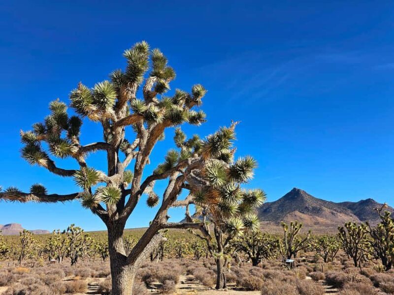 Las Vegas to Los Angeles One Way Tour via Joshua Tree NP - A Well-Structured Day of Sightseeing