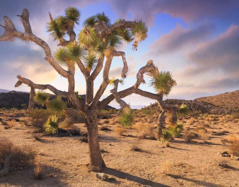 Las Vegas to Los Angeles One Way Tour via Joshua Tree NP - A Deep Dive into the Itinerary