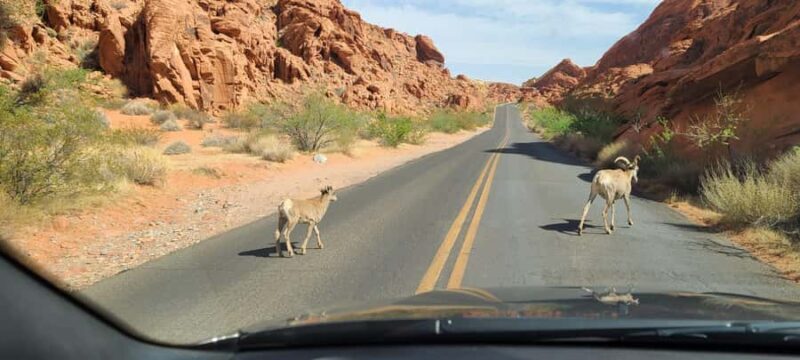 Las Vegas: Valley of Fire and Red Rock Canyon Tour - The Practical Details and Value