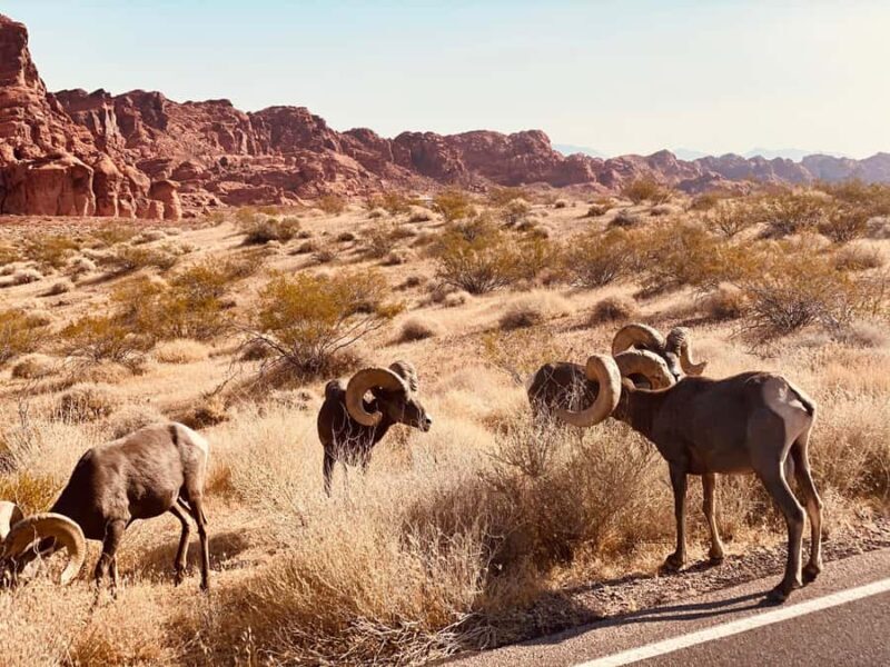 Las Vegas: Valley of Fire Small Group Tour - Frequently Asked Questions